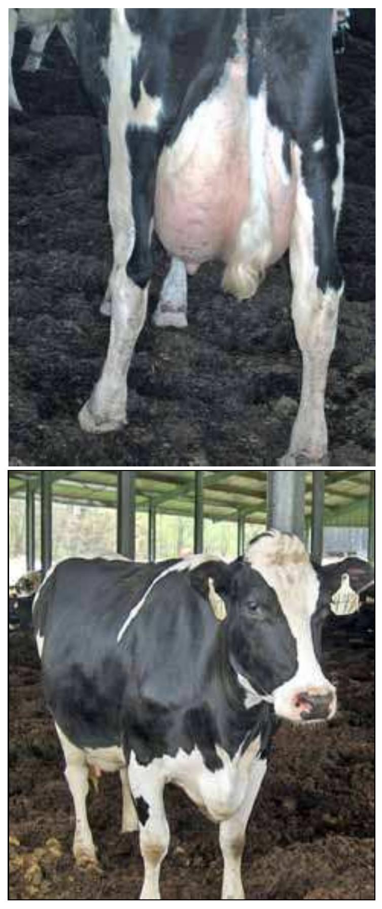 Figure 3 - Compost Bedded Pack Barn Design: Features and