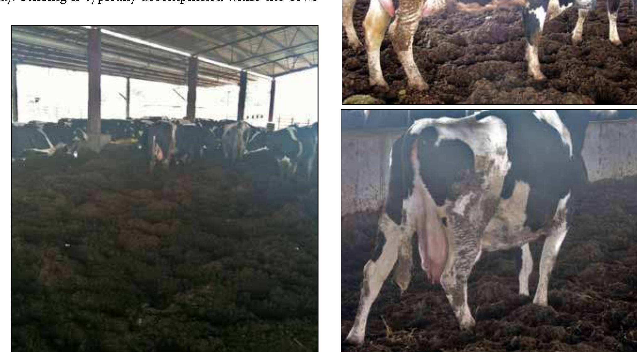 Figure 8 - Compost Bedded Pack Barn Design: Features and