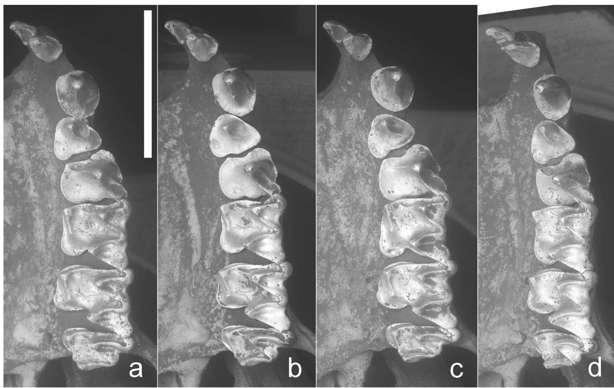 Occlusal views on the upper tooth-rows of miniopterus