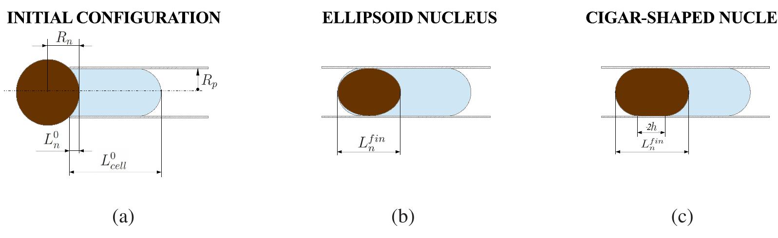 Schematic representation of cell displacement and nucleus
