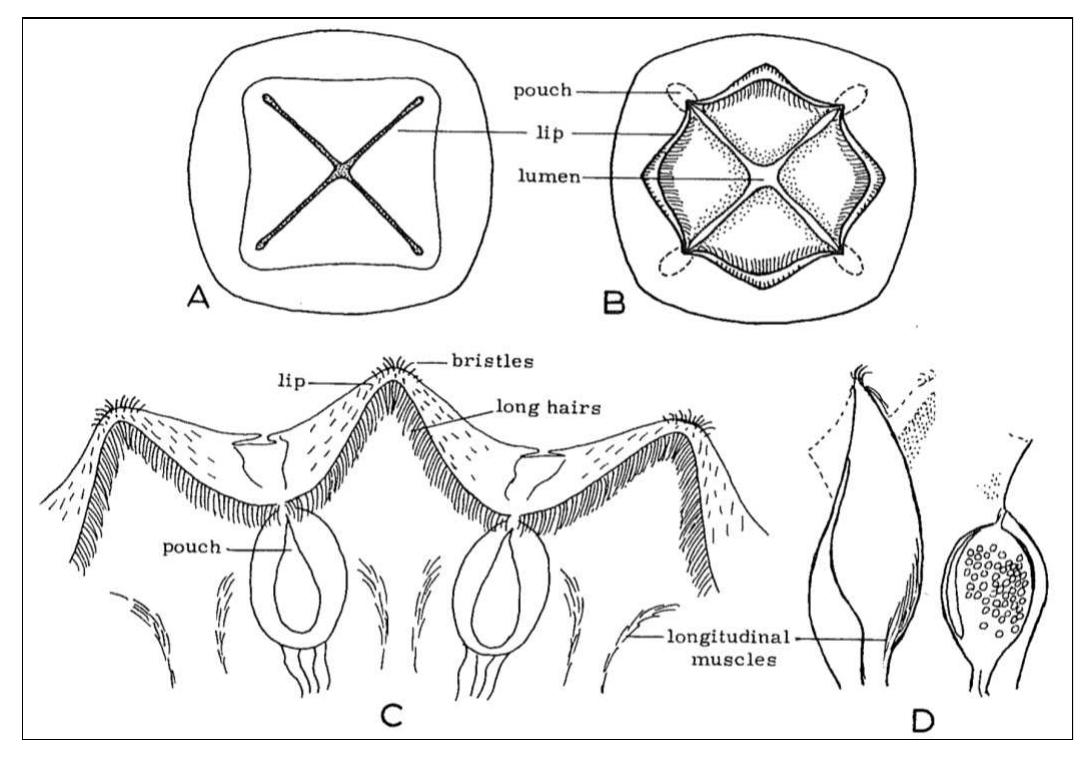 {he proventriculus. a, anterior aspect, lips closed; b.