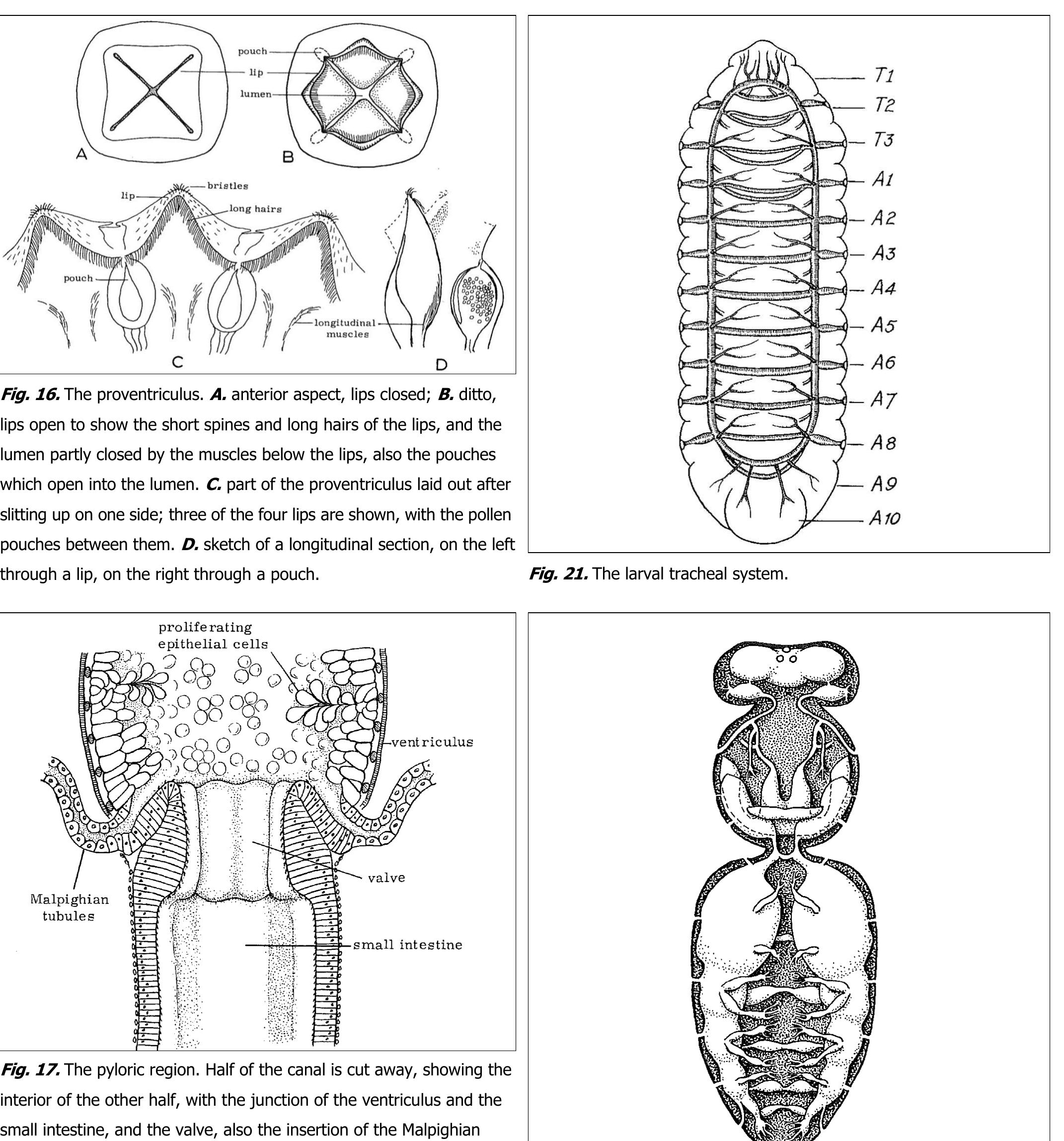 Figure 4 - Standard methods for Apis mellifera anatomy and
