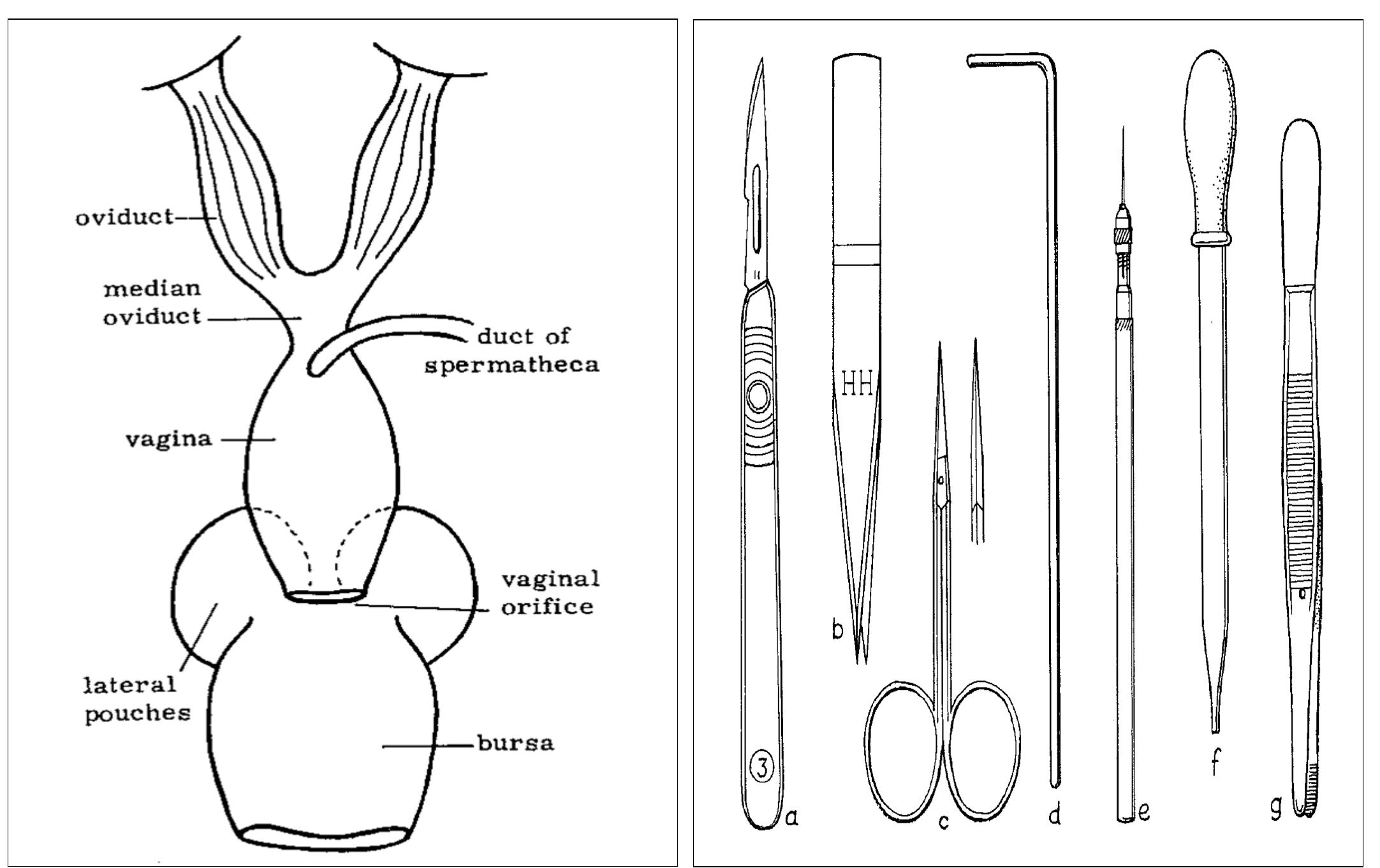 The reproductive tract of a queen, dorsal aspect.