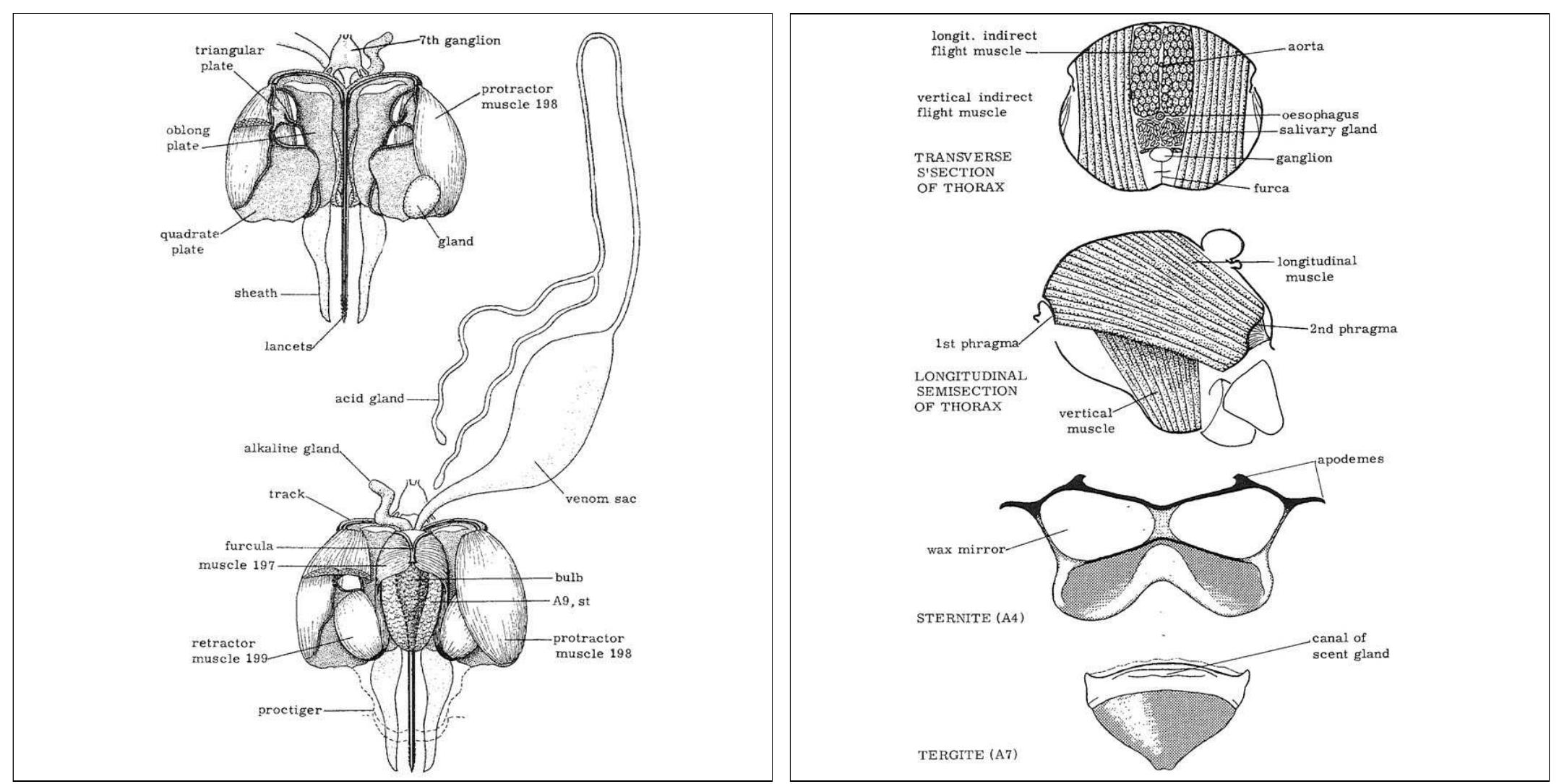 Plate 12. above: transverse and longitudinal ‘semisections’