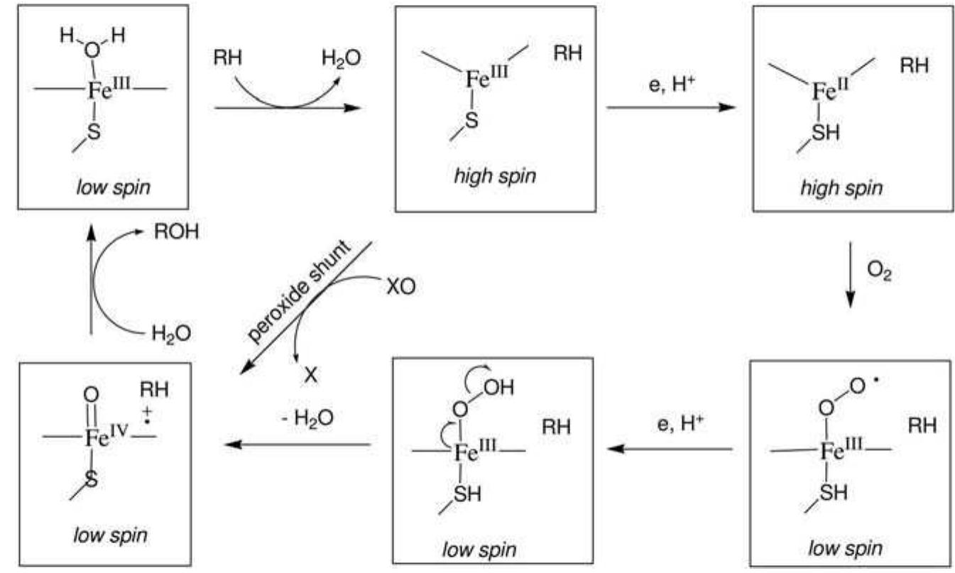 13 fe-porphyrins and the peroxide shunt pathway. another