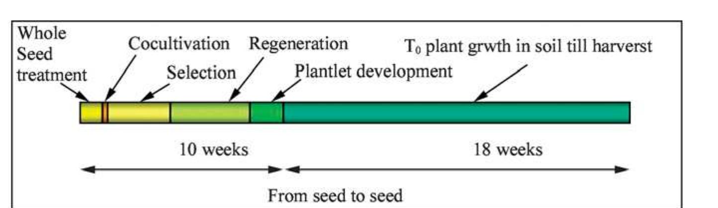 Timelines of the rice transformation protocol