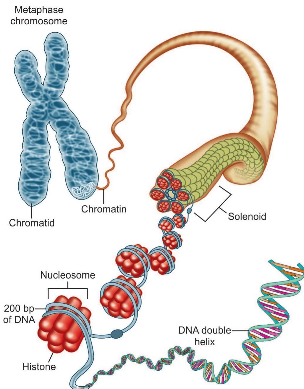 Basic organization of chromosome, chromatin and dna