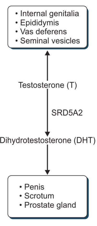 Shows the role of androgens (t and dht) in development of