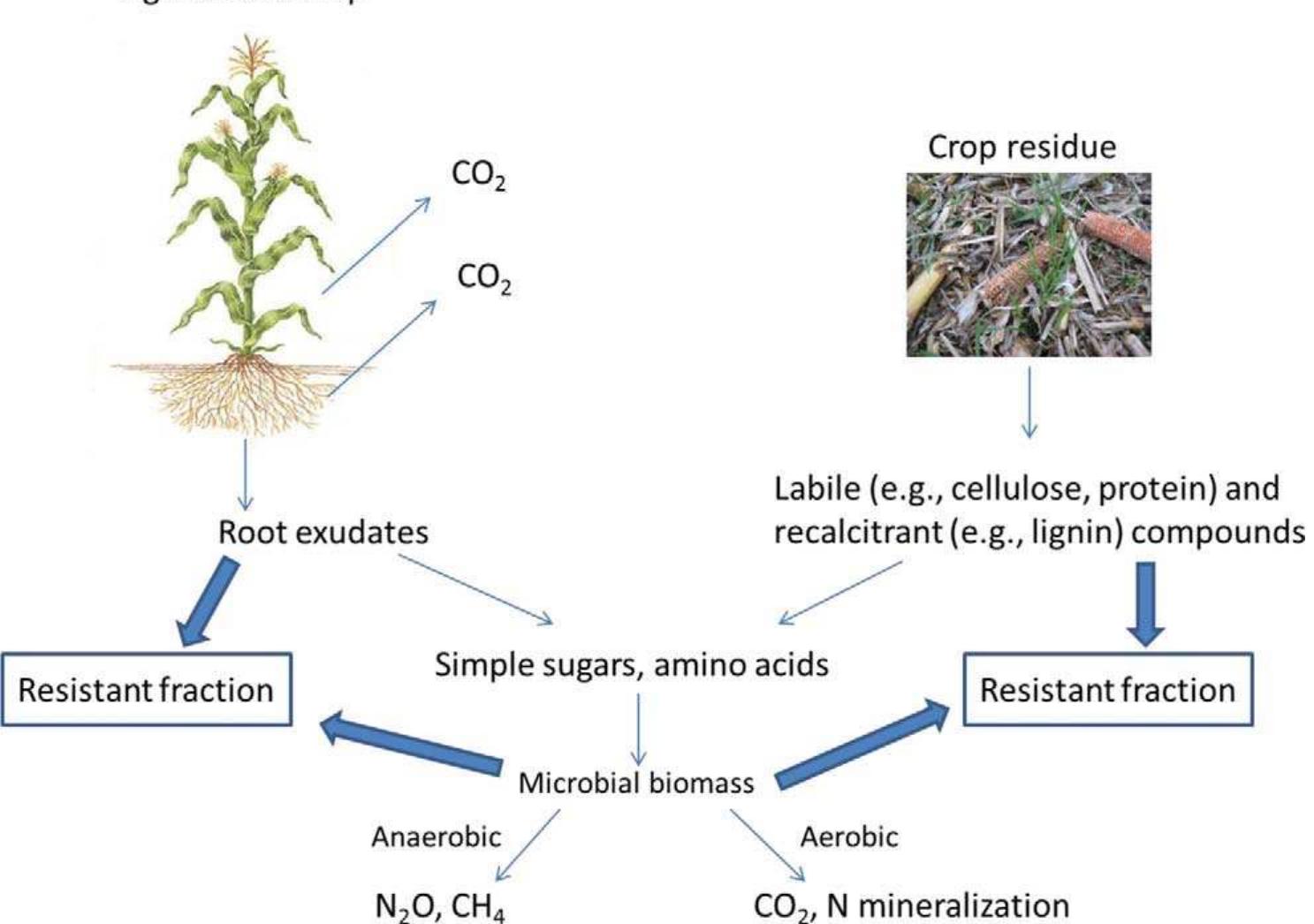 Conceptual model showing the decomposition of plant c