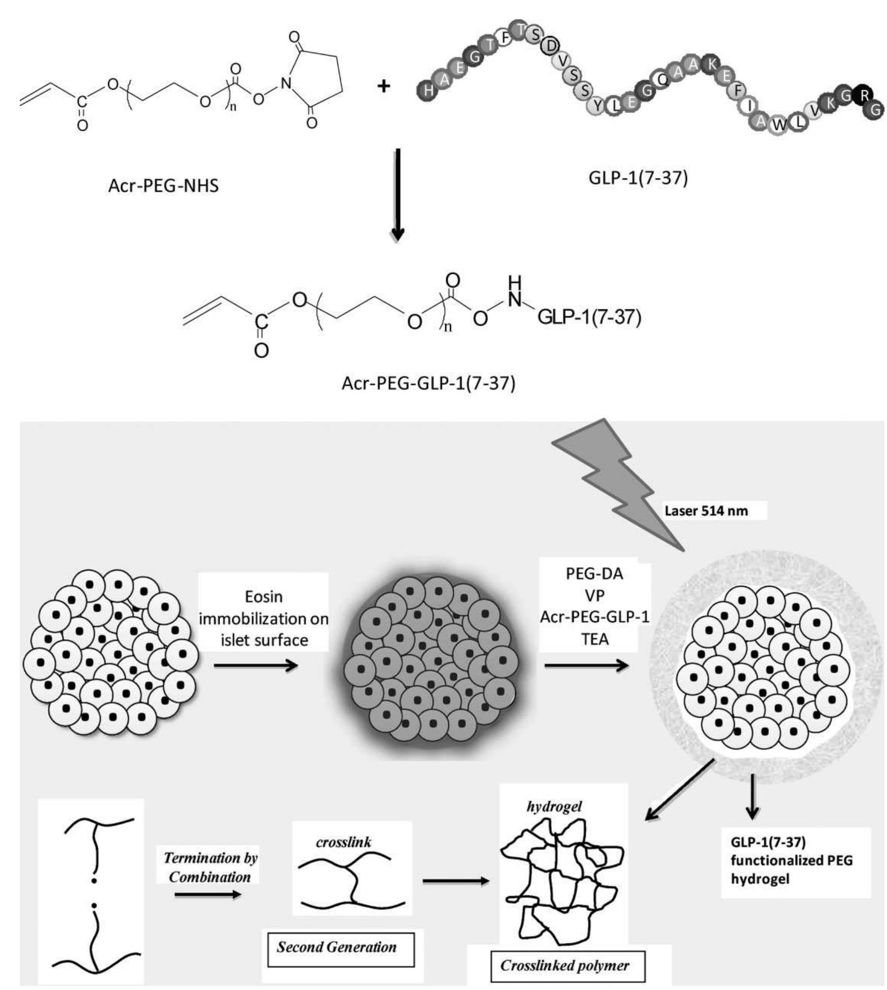 Schematic representation of (a) acrl-peg-glp-1 synthesis,