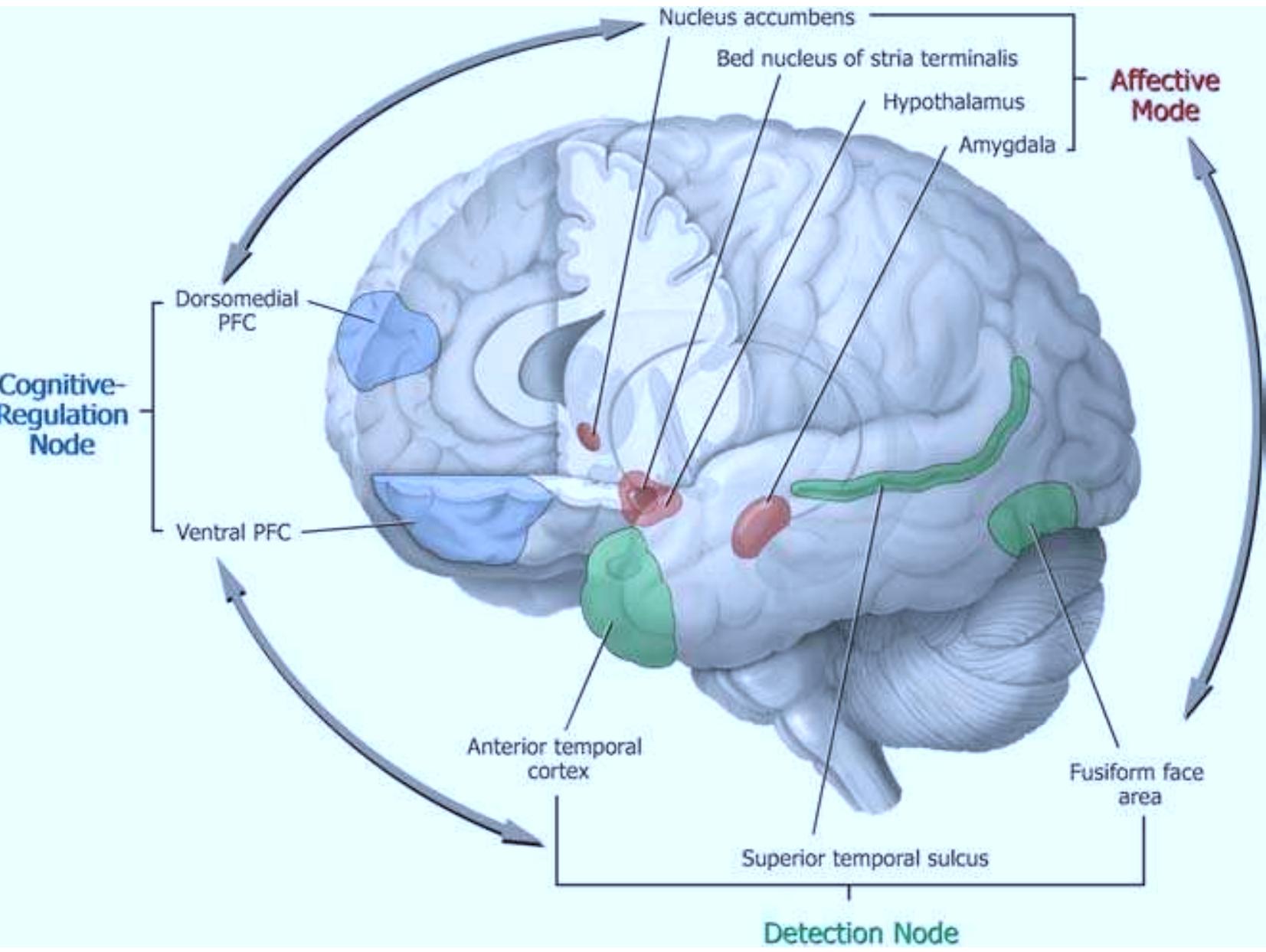 Fic. 1. a schematic depiction of the main regions contained