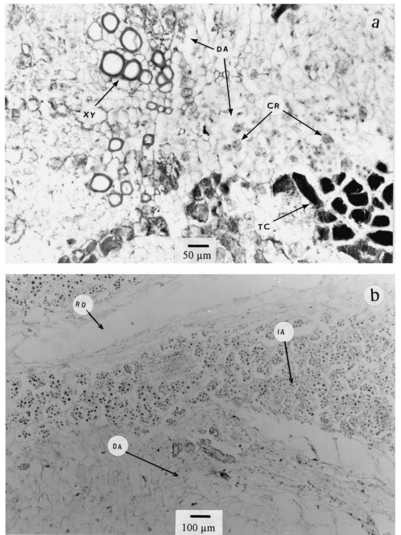 Photomicrographs of a) cross section (20 x ), and b)