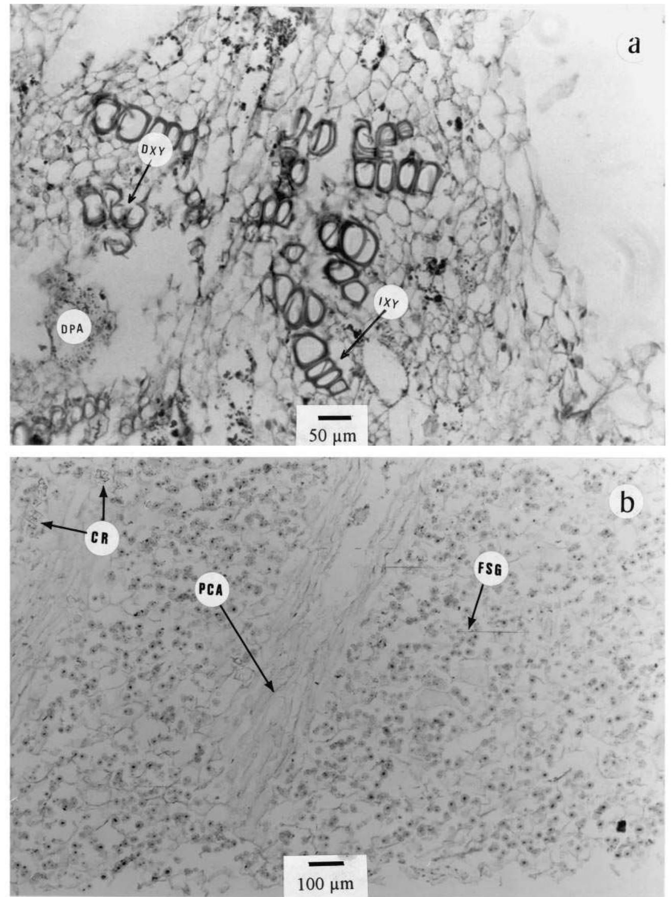 Photomicrographs of a) cross section (20 x ) and b)