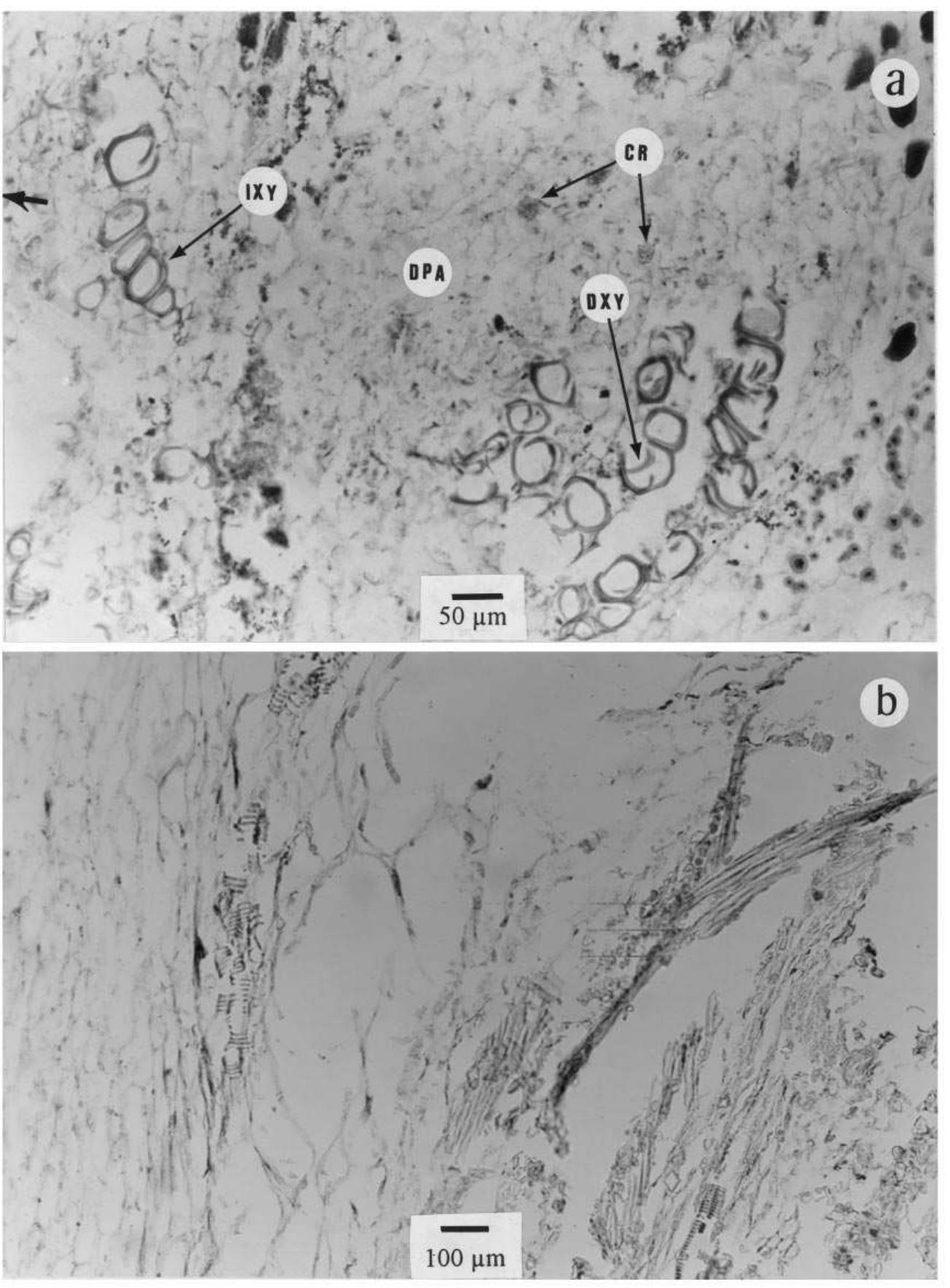 Figure 5 - from Internal breakdown in mango fruit: