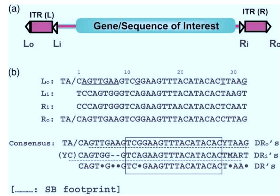 Structure of sleeping beauty transposon and the dr
