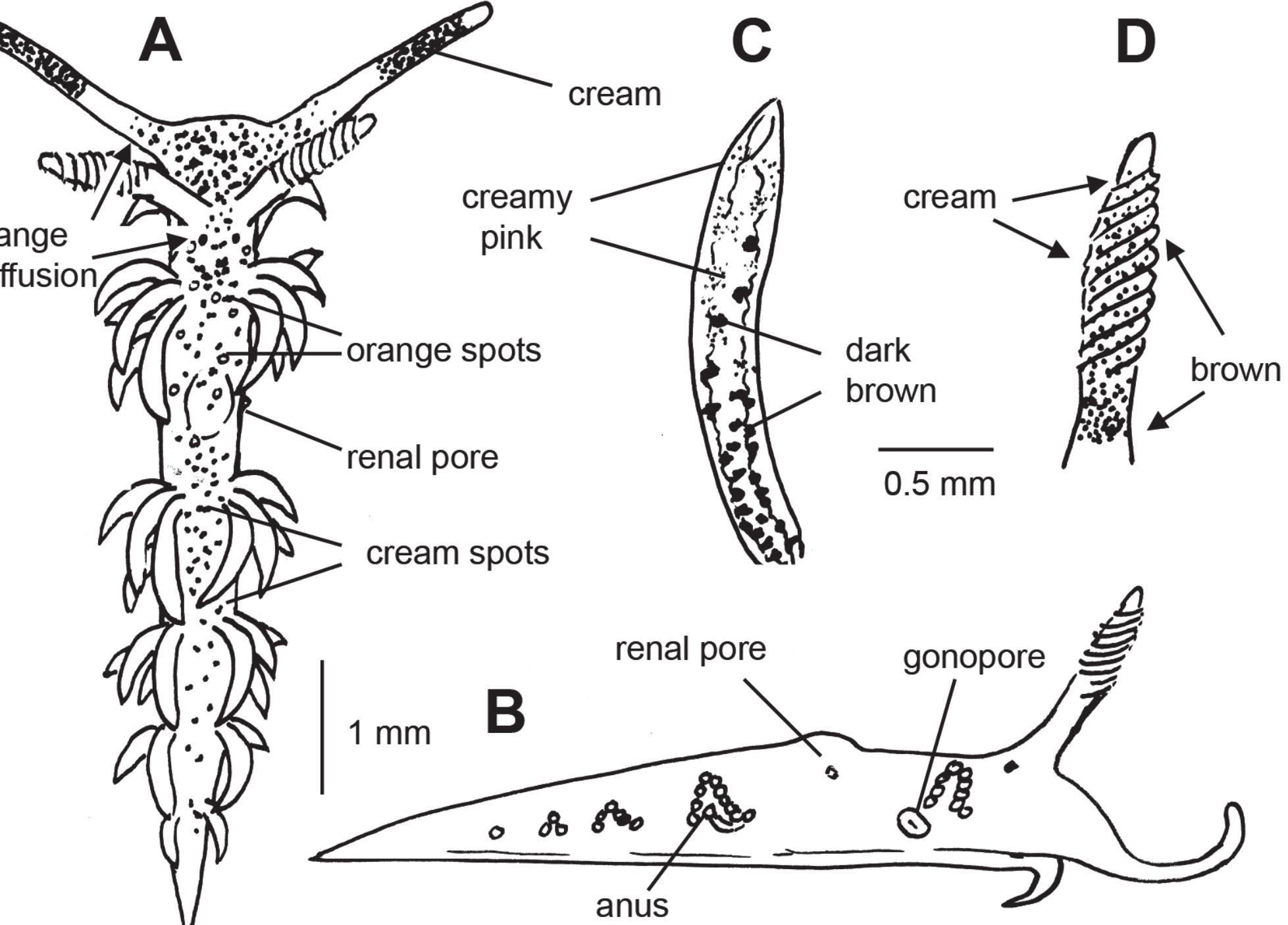 S 18a-d facelinidae species a: a dorsal view; b side view,