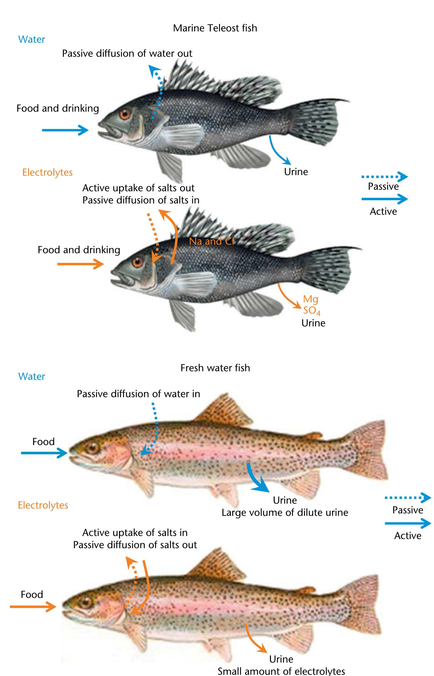 The avenues of water intake and loss and electrolyte intake