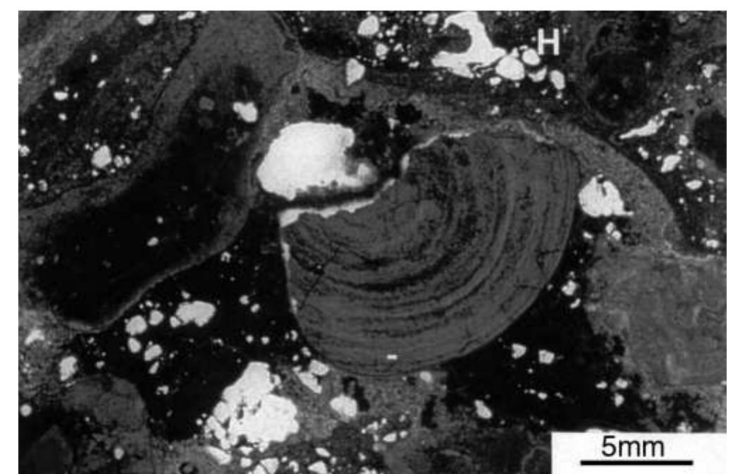 Broken fragment in a ferruginous nodule with concentric