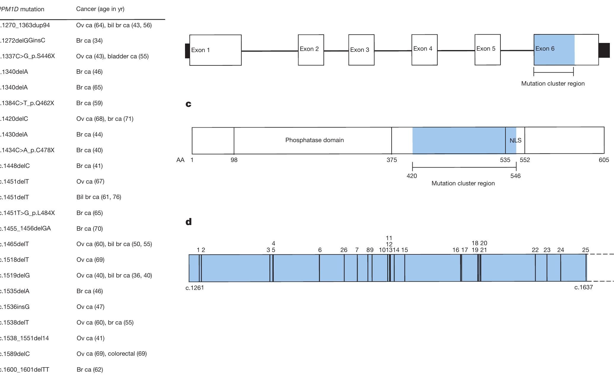 The sanger sequencing chromatograms for the ppm1d ptvs were