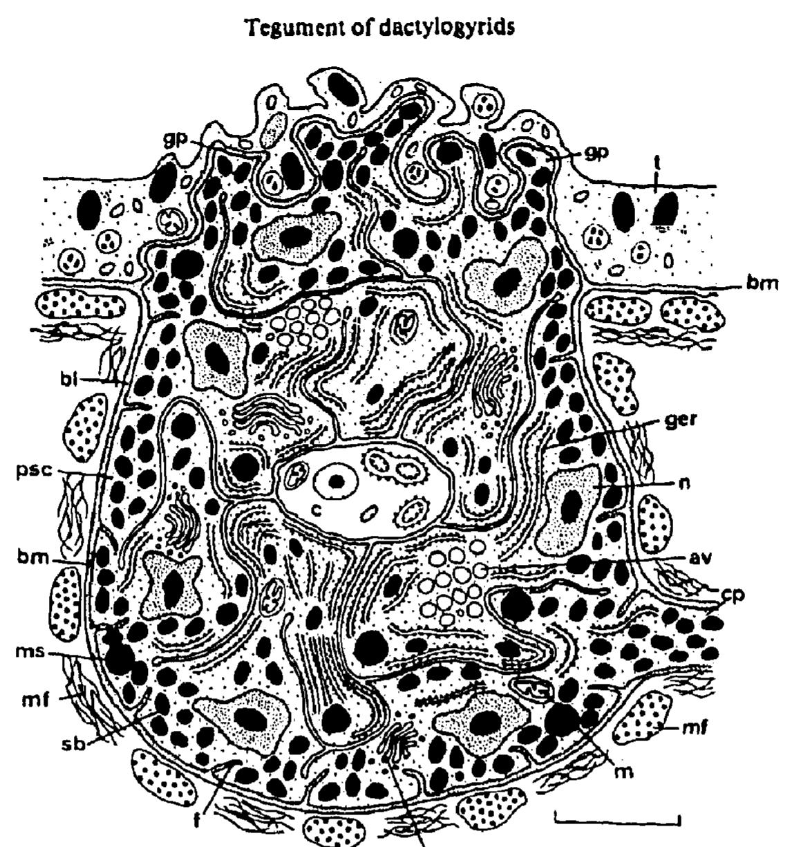 Fic, 11. diagram showing the ultrastructure of one of the