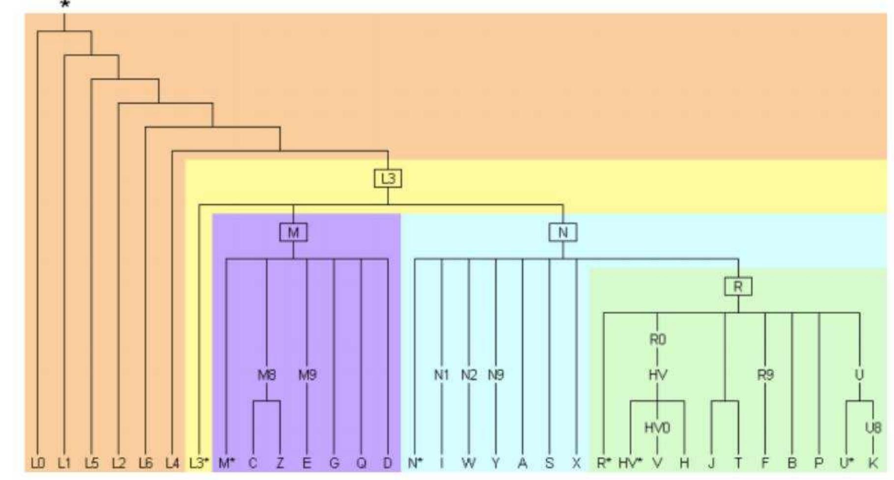 - updated comprehensive phylogenetic tree of global human
