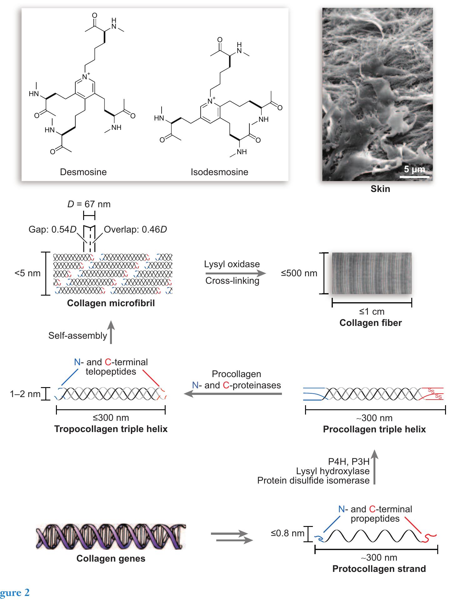(PDF) Collagen Structure and Stability