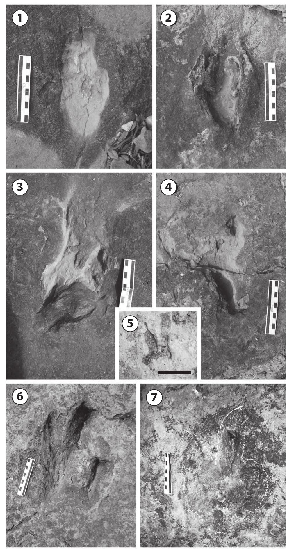 1-7, tracks assignated to dromaeosauridae from toro toro