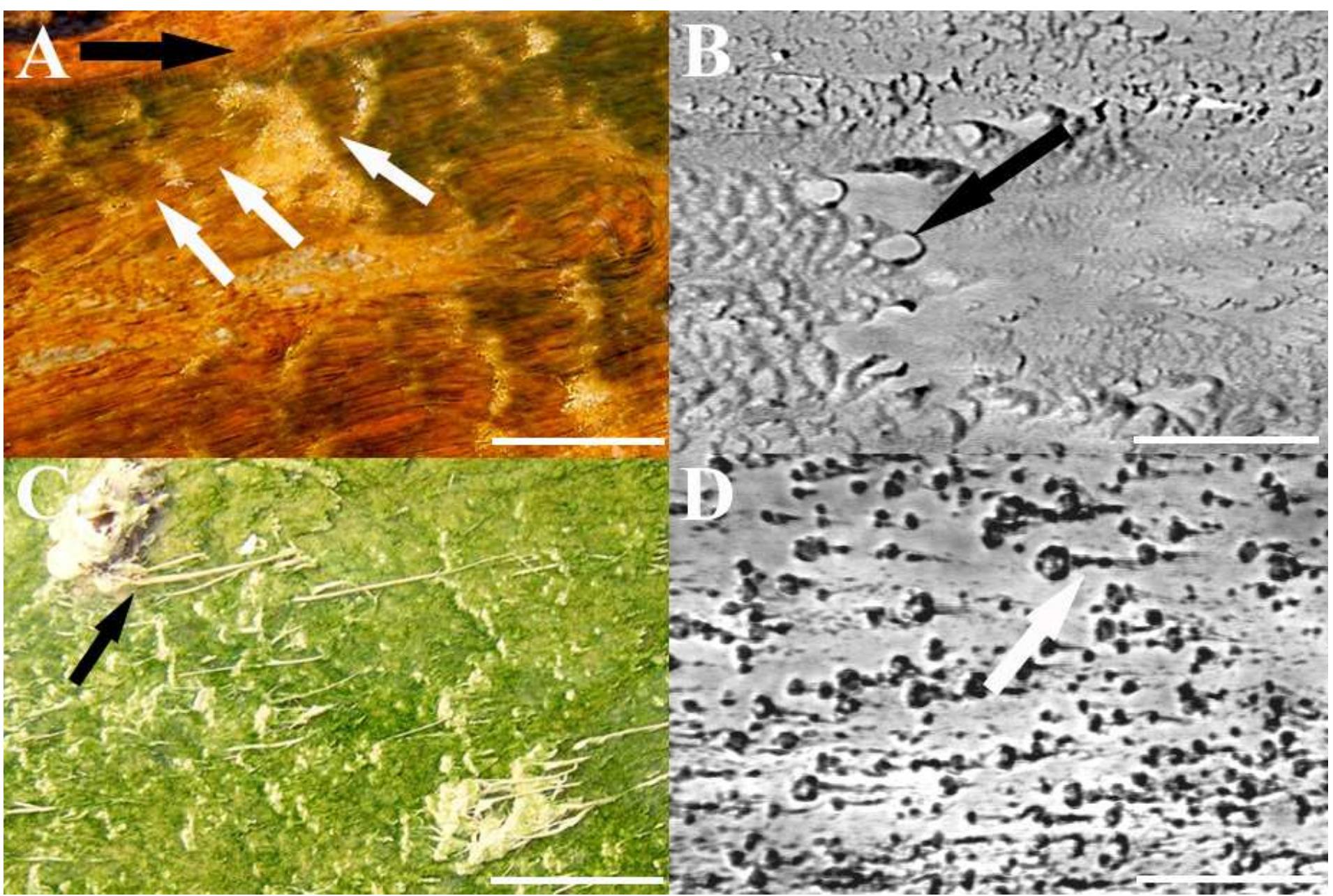 Structural phenotypes of both natural and laboratory