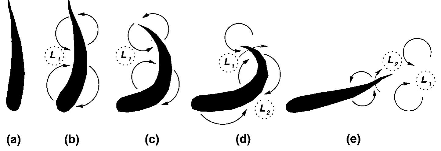 Figure 4 - from Hydrodynamics of Fishlike Swimming