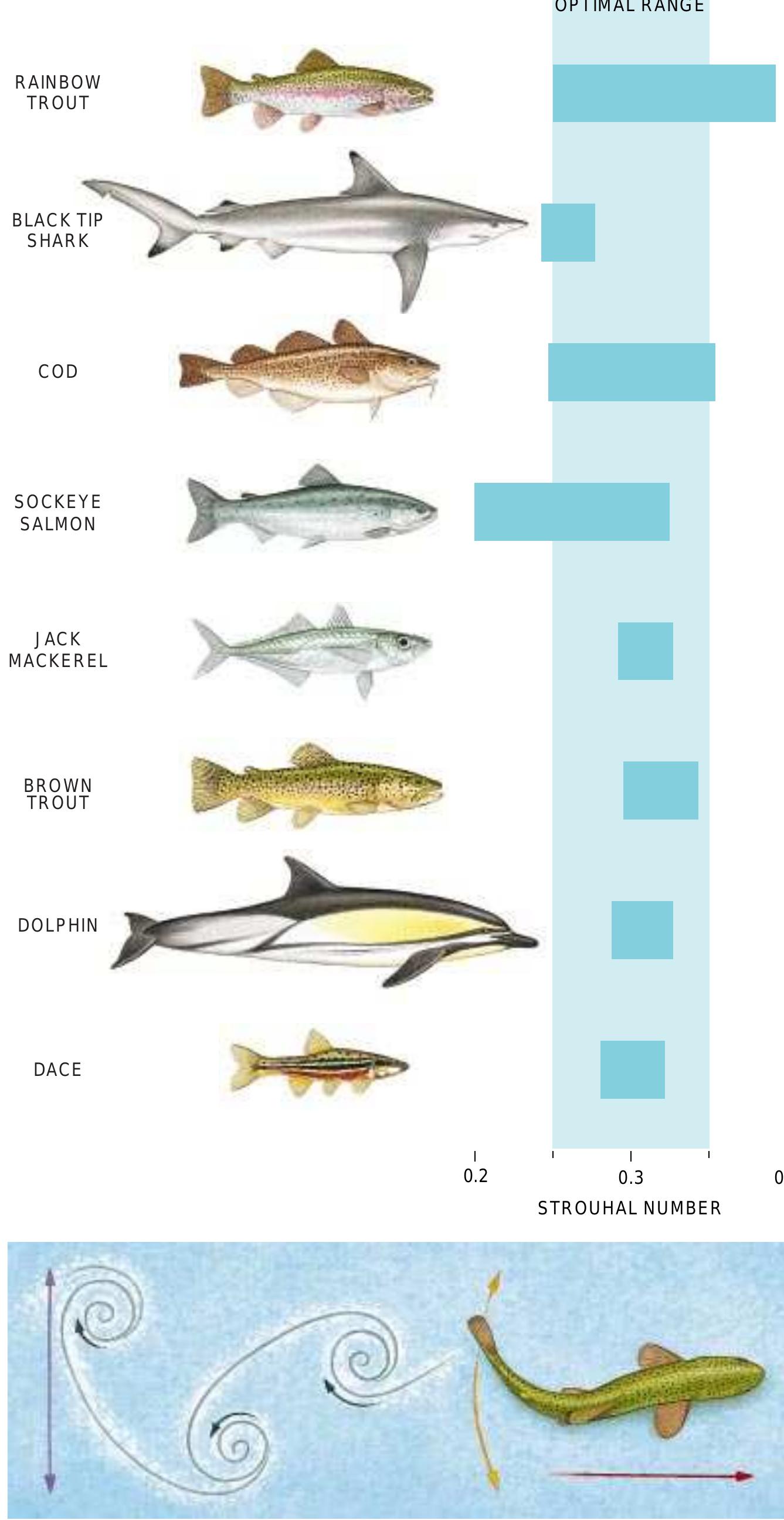 Fish of all kinds flap their tails to create vortices that
