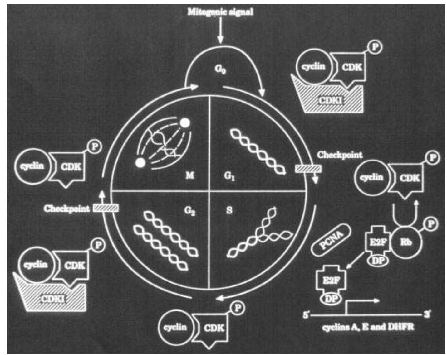 Igure 10.2 cell cycle. diagram of the five phases of the
