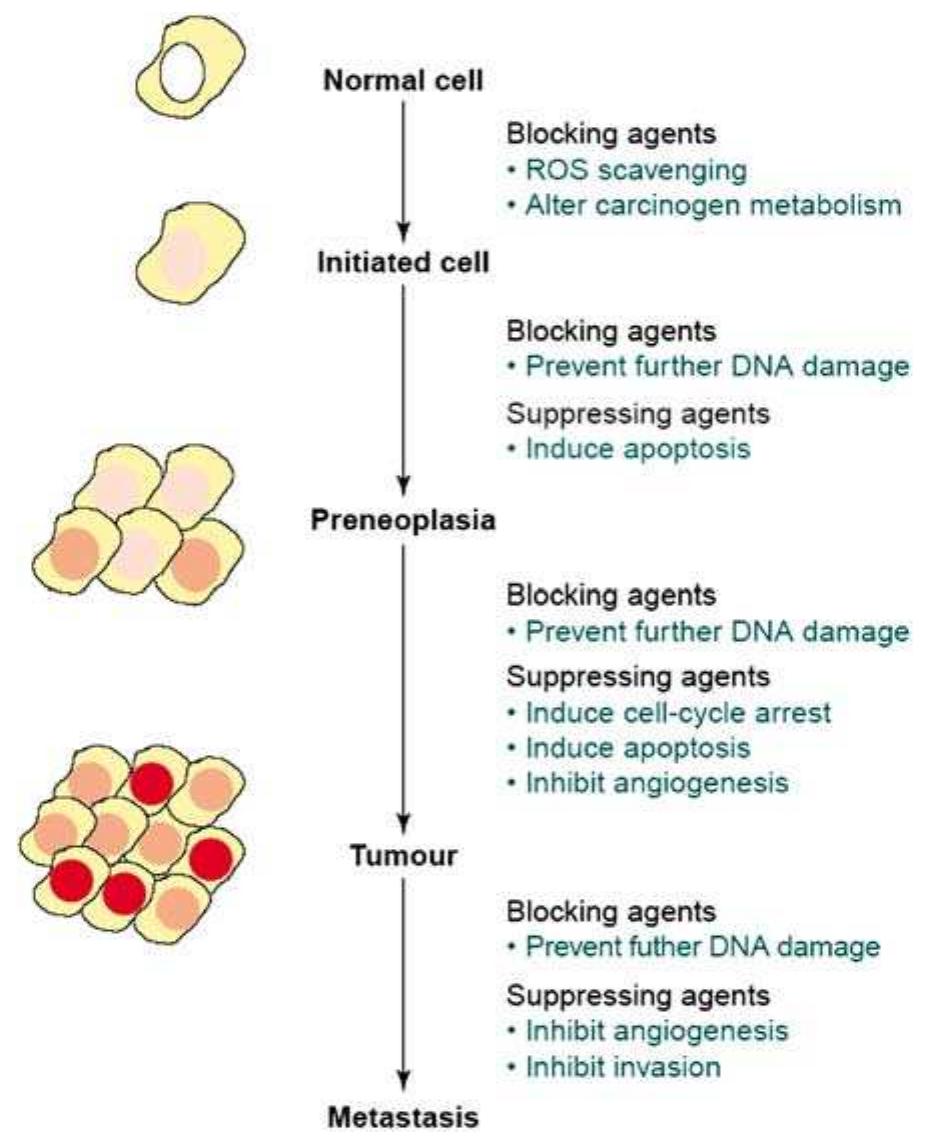 Multistage model of carcinogenesis and potential effects of
