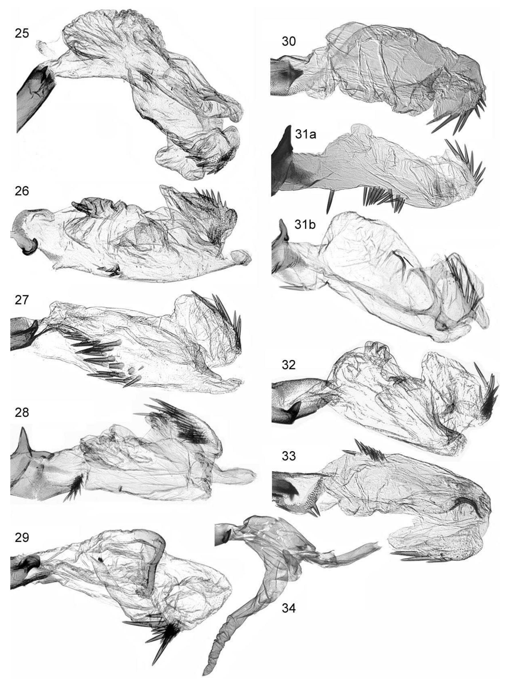 Figure 4 - The composition, generic placement and host-plant