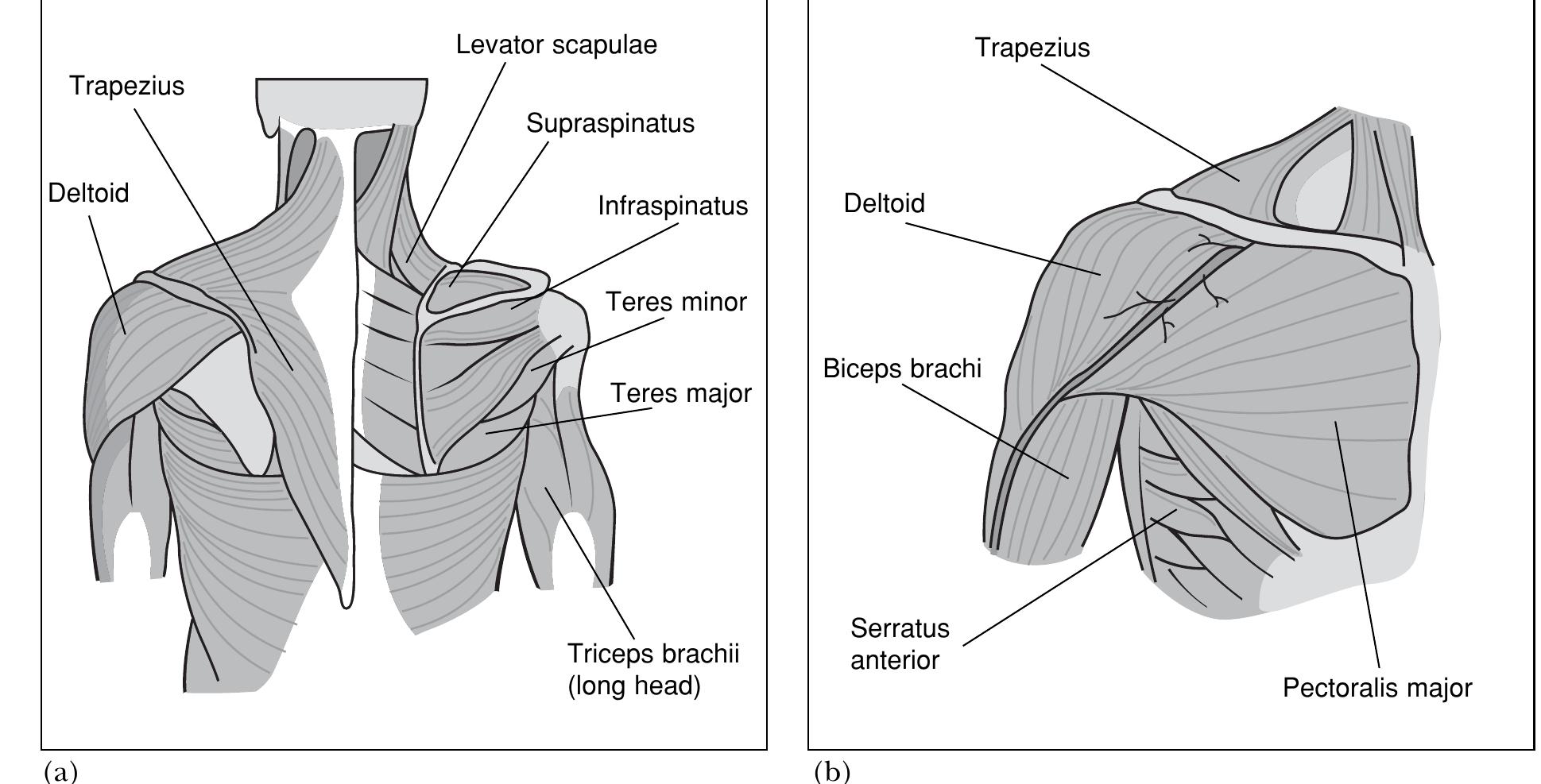 4. muscles of the shoulder — (a) posterior, (b) anterior