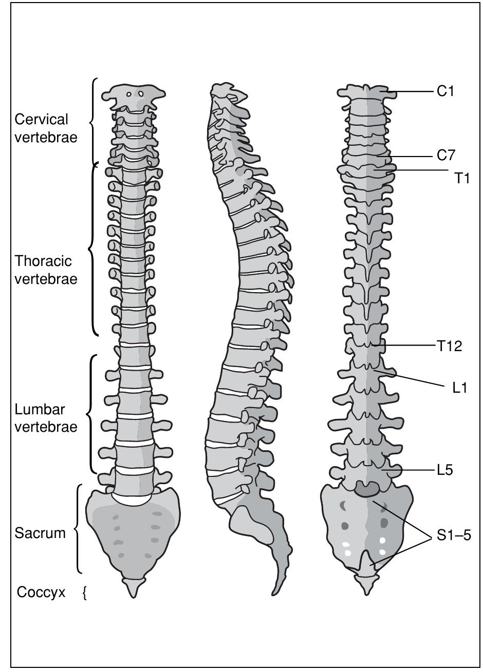 1. skeletal anatomy of the spine each vertebra consists of