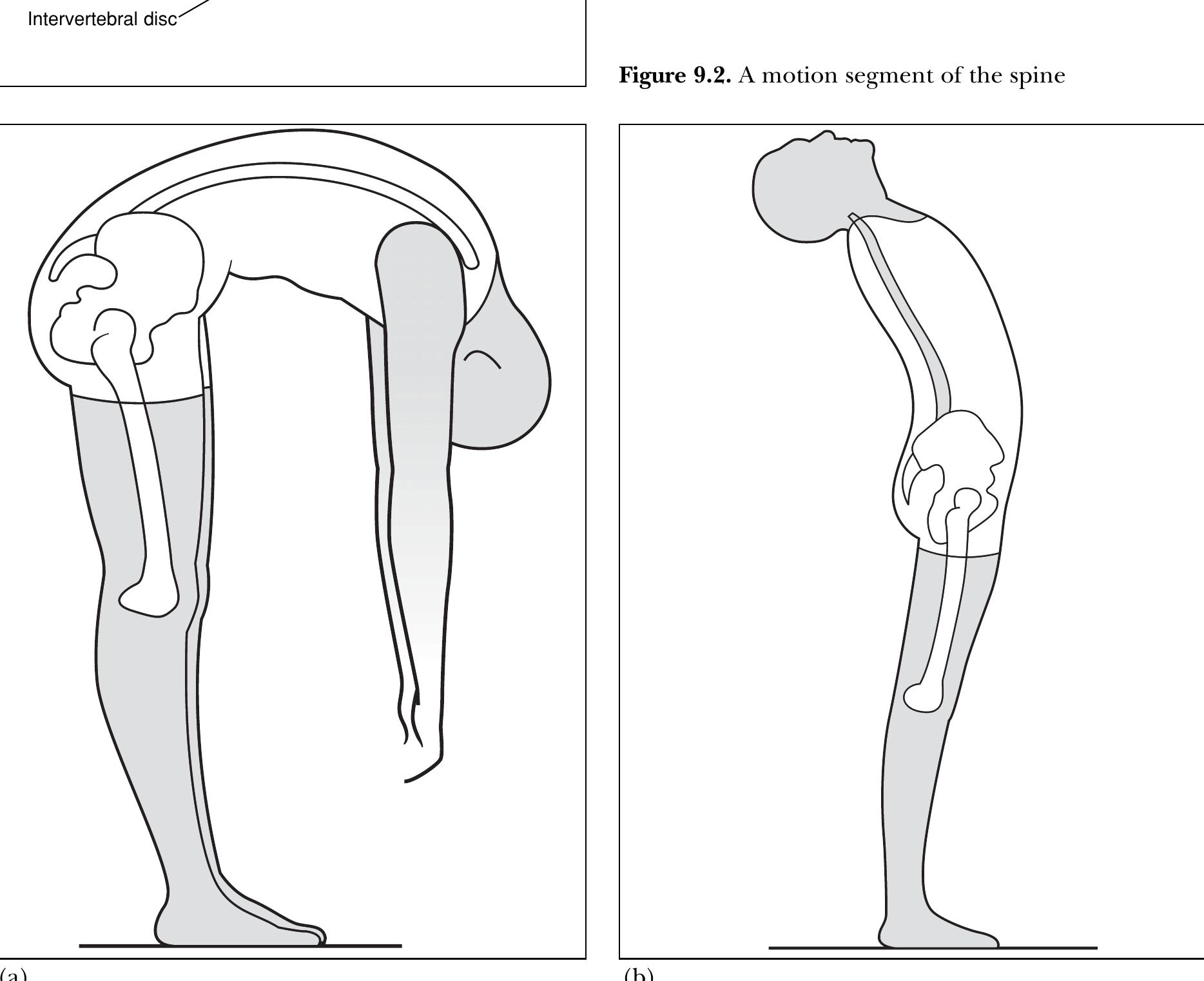 3. movements of the spine — (a) flexion, (b) extension, (c)