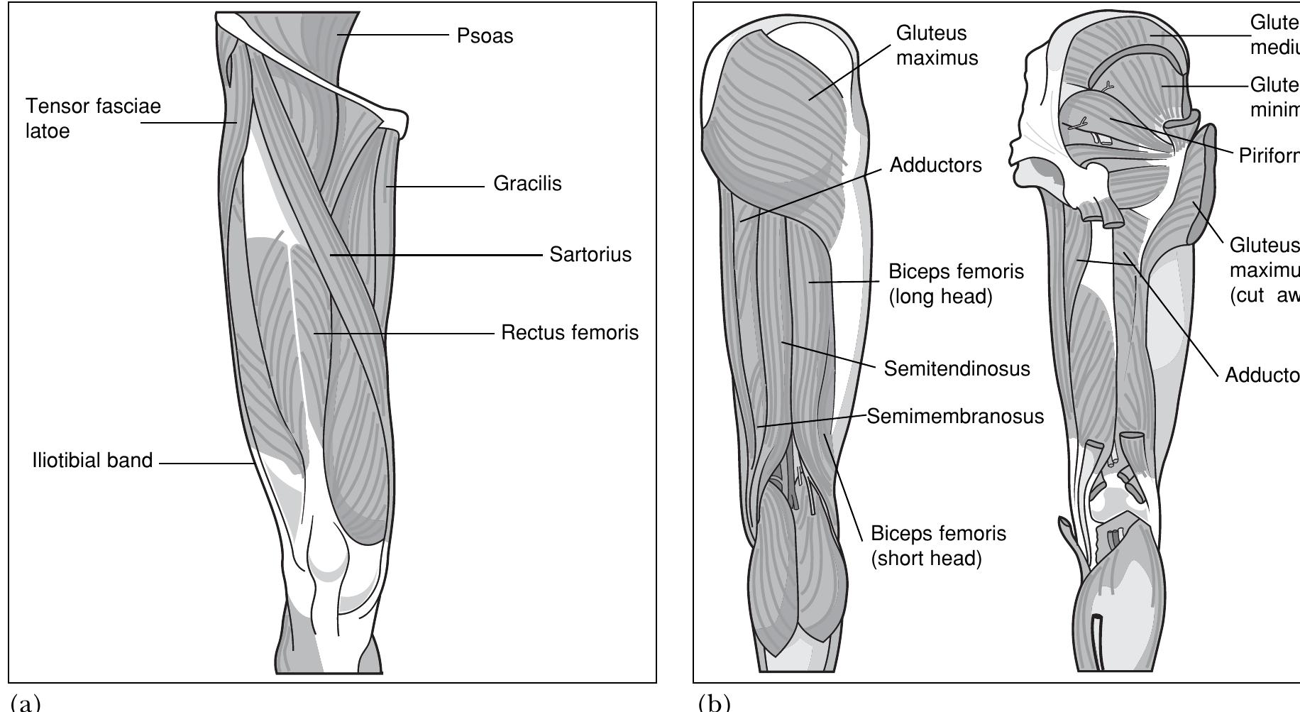 6. muscles of the hip and knee joint — (a) anterior, (b)