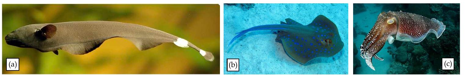 Figure 1 - from Development of a Bio-Inspired Underwater