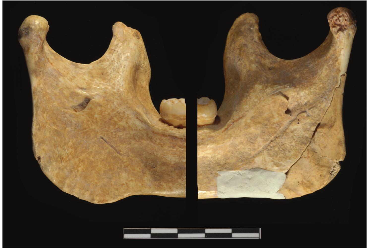 12 medial views of the oase 1 mandibular rami. scale bar: 5