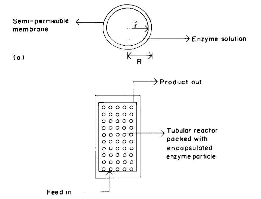 (a) schematic diagram of an encapsulated enzyme particle.