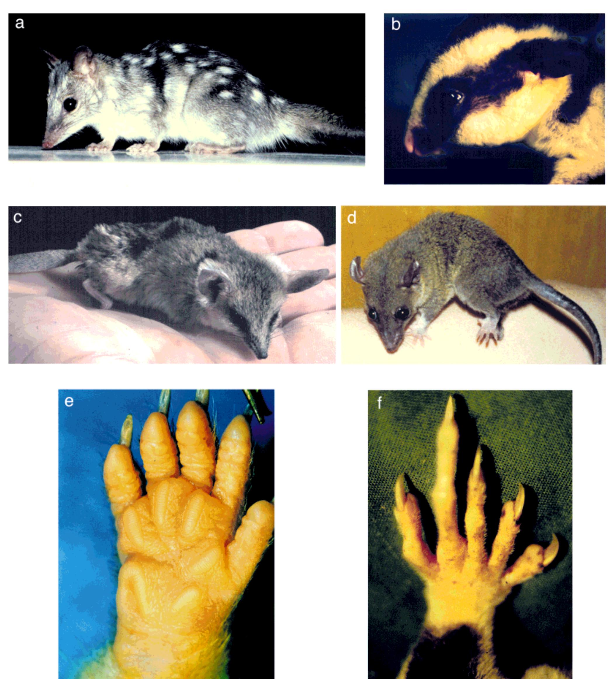 Form of corrugated pads on the distal digits and distal pads
