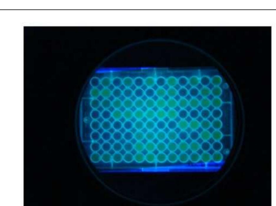 Fluorescence assay excited by uv transilluminator durai arun