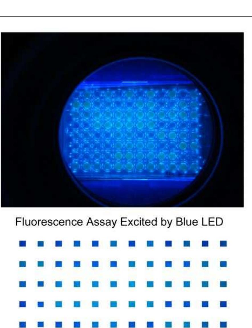 Original and segmented images of fluorescence assay excited