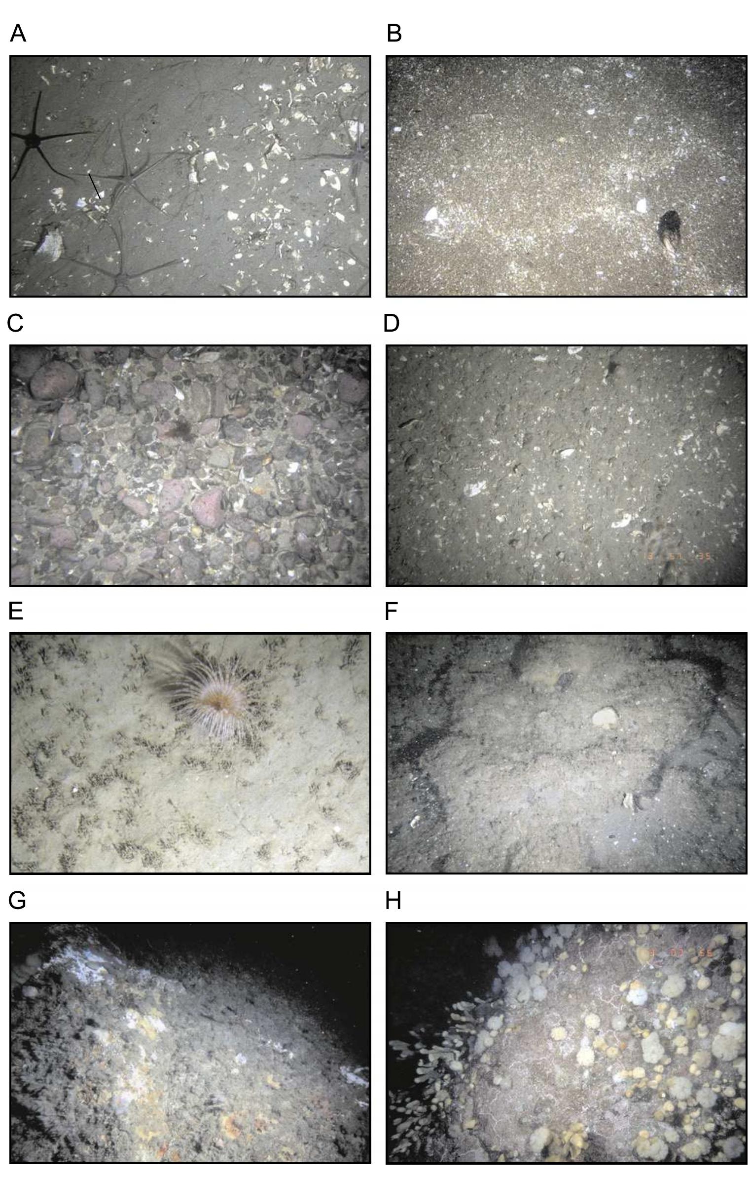 Seabed photographs representing geological units and