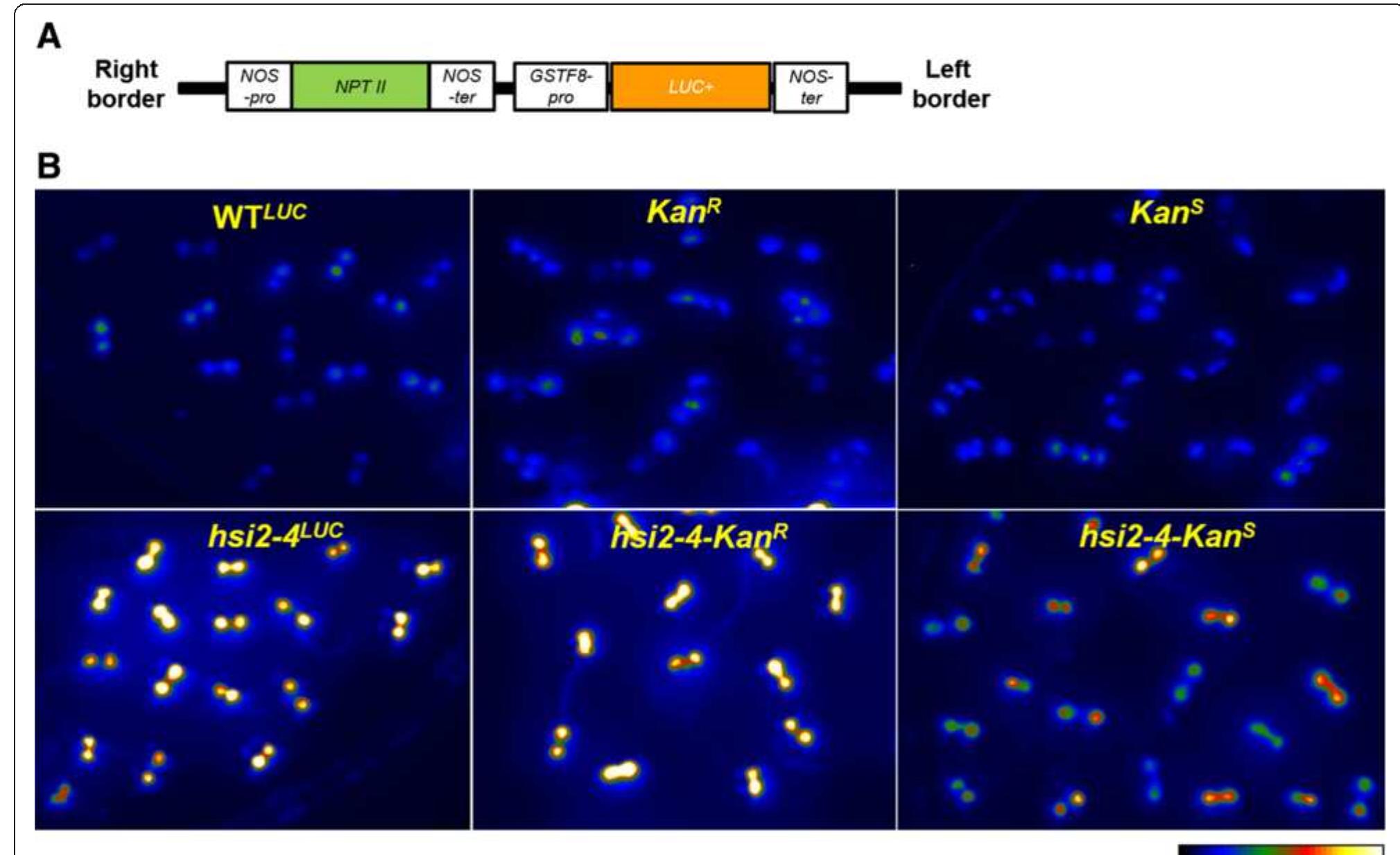 Genomic structure of gstf8::luc transgene and luminescence