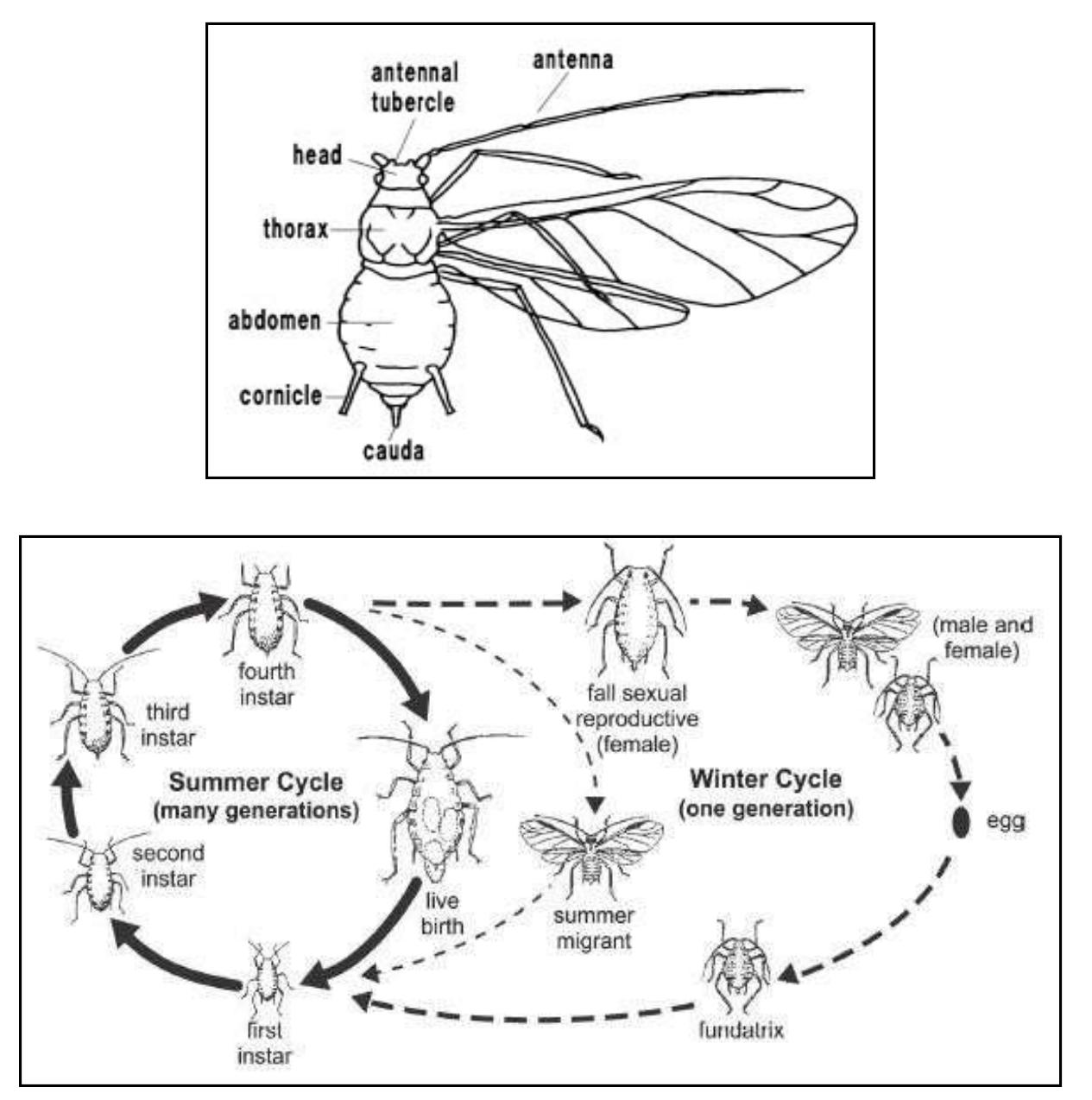 7 general morphology and life cycle of aphids (homoptera: