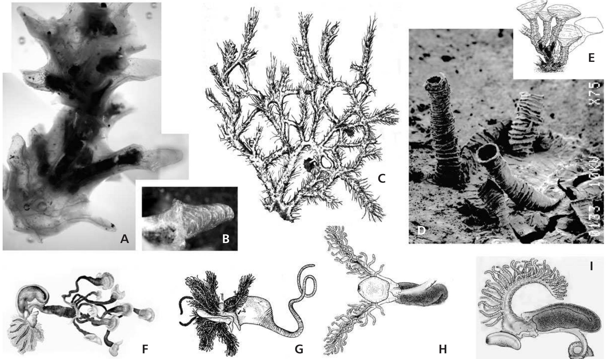 A. tubaria and zooids in modern pterobranchia. * a, b