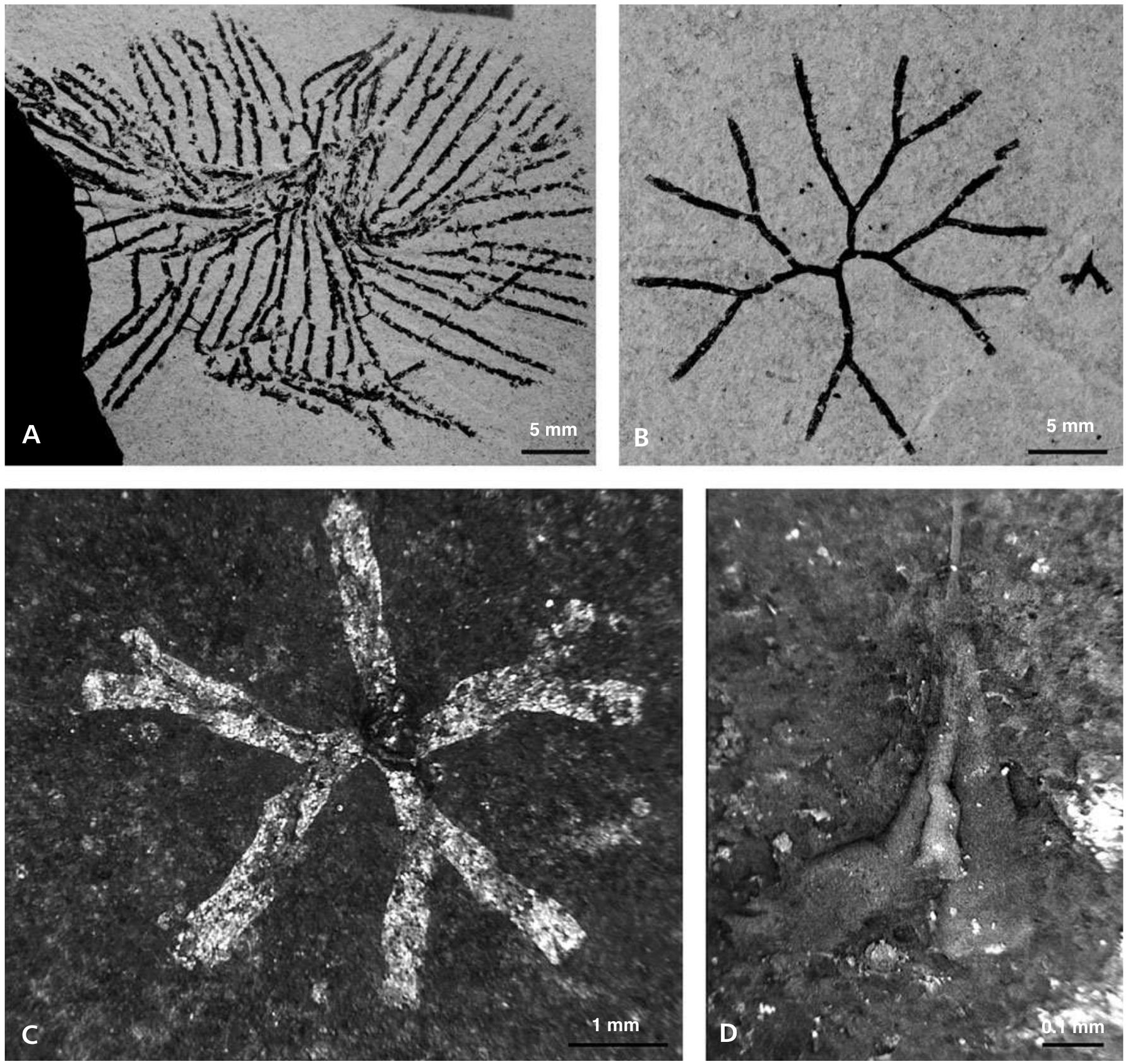 Examples of anisograptidae, showing rhabdosome shapes and