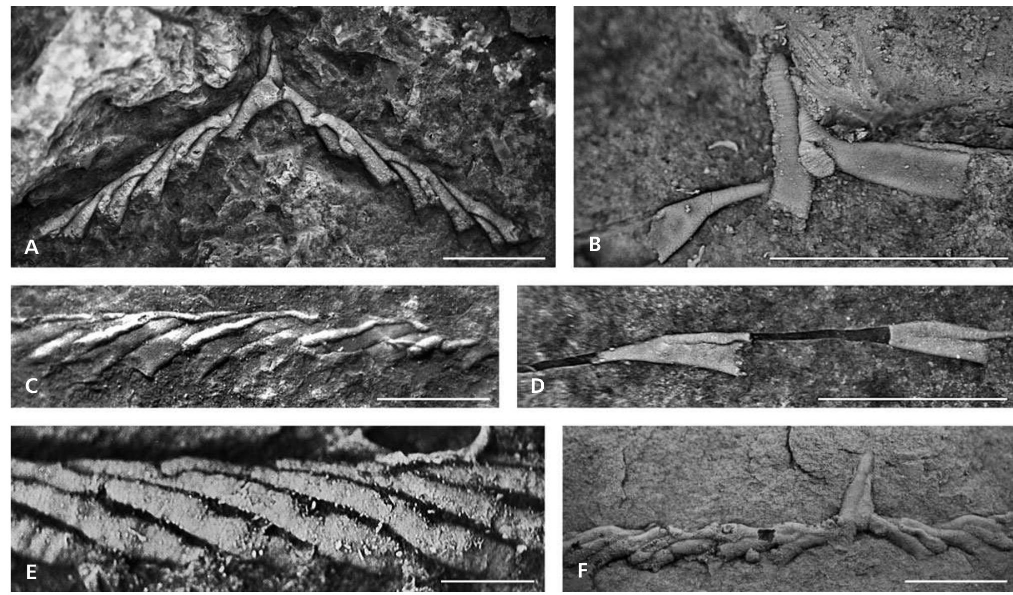 Figure 10 - from The classification of the Pterobranchia