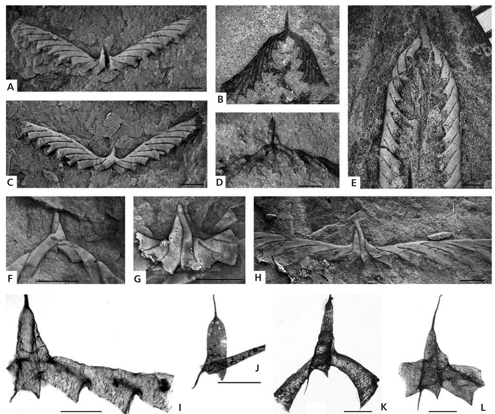 Didymograptidae and pterograptidae. * a, c — expansograptus